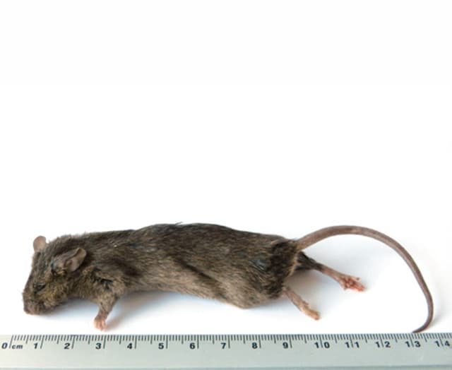Large Mice (23-30 g) | Kiezebrink