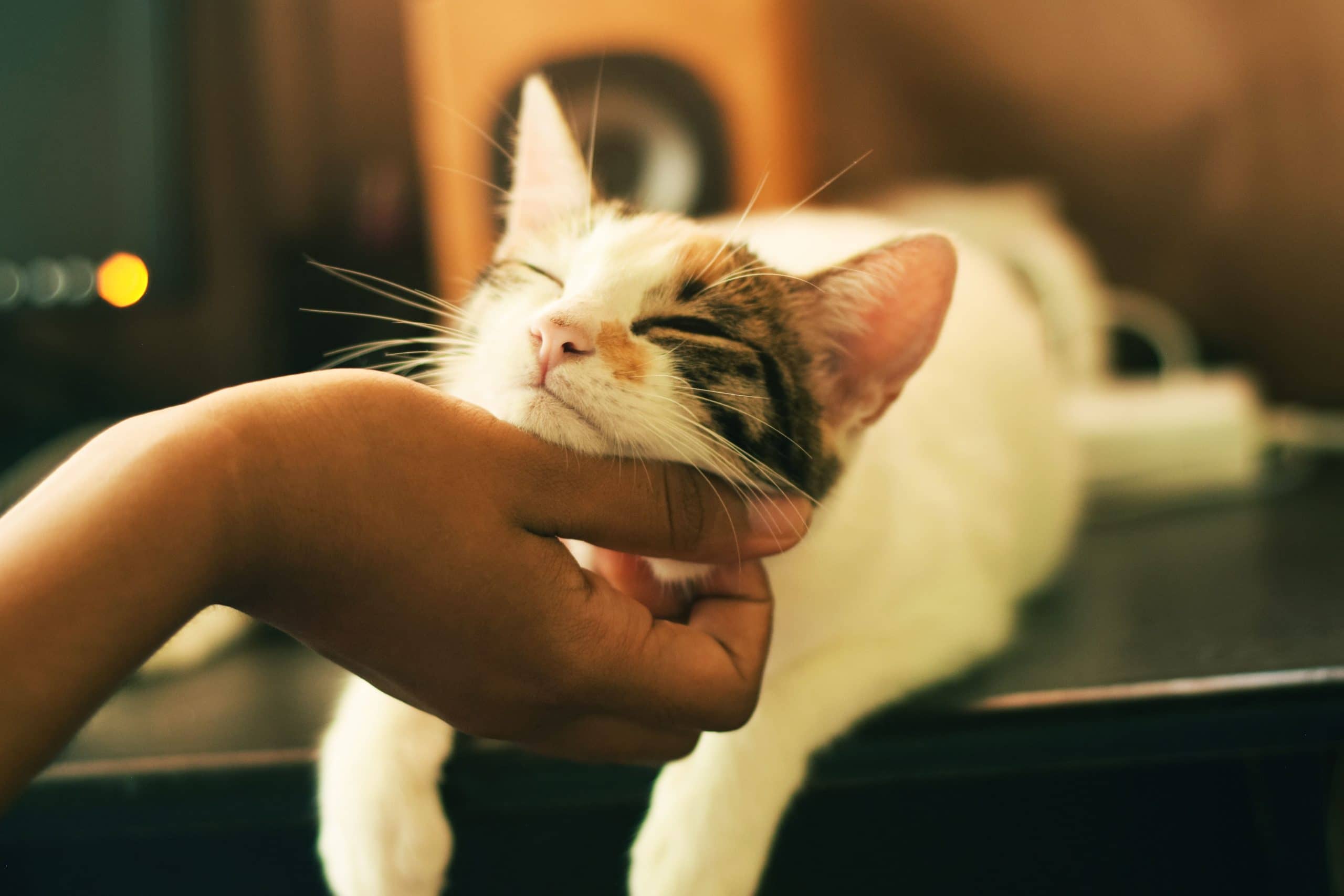 what-to-do-when-your-cat-is-overgrooming-january-2020
